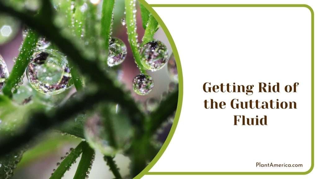 Crying Plants: Three Main Reasons You Have Them - Plant America