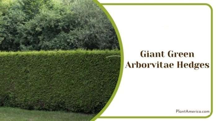 21 Simple and Creative Arborvitae Landscaping Ideas - Plant America