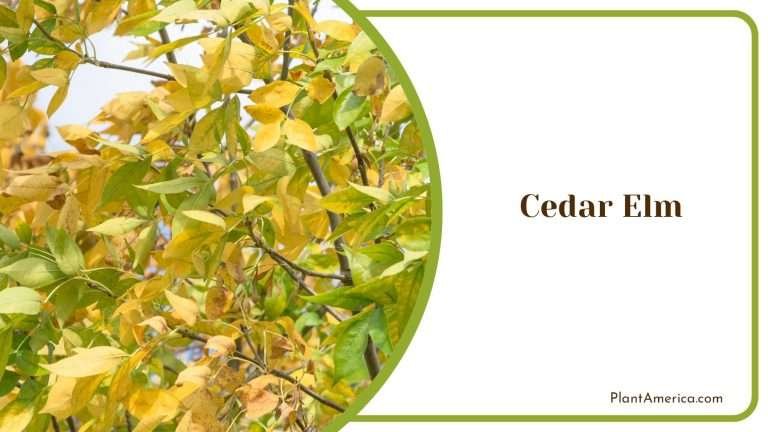 20 Native Texas Trees To Create A Charming Backyard Oasis - Plant America