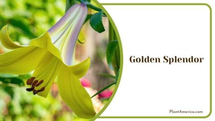 19 Morning Lilies: The Best Types of Lilies that Love the Sun - Plant ...
