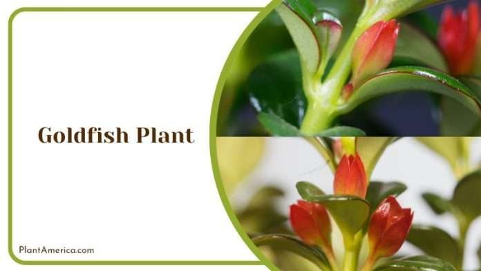 Goldfish Plant: Complete Guide on How to Grow This Plant at Home ...