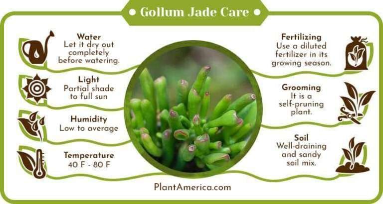 Gollum Jade: Tips and Tricks to Care For This Aesthetic Finger Jade ...