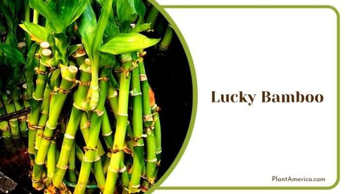 8 Types of Bamboo Plants and Their Unique Features - Plant America