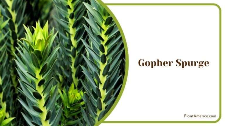 19 Gopher Repellent Plants You Need for Your Home Garden - Plant America