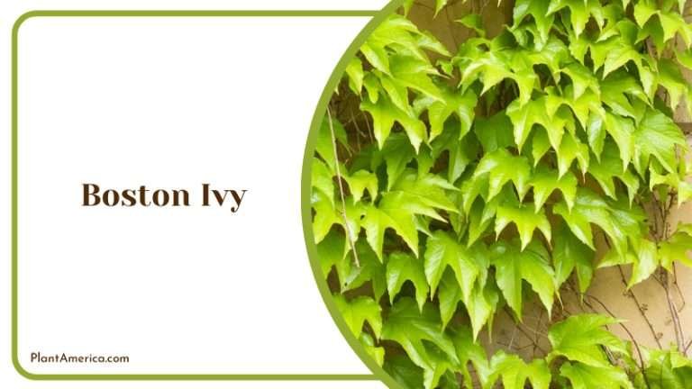 5 Plants with Three Leaves: What Makes Them Different - Plant America