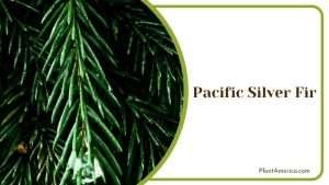 15 Fir Trees Types To Enhance Your Landscape Designs - Plant America