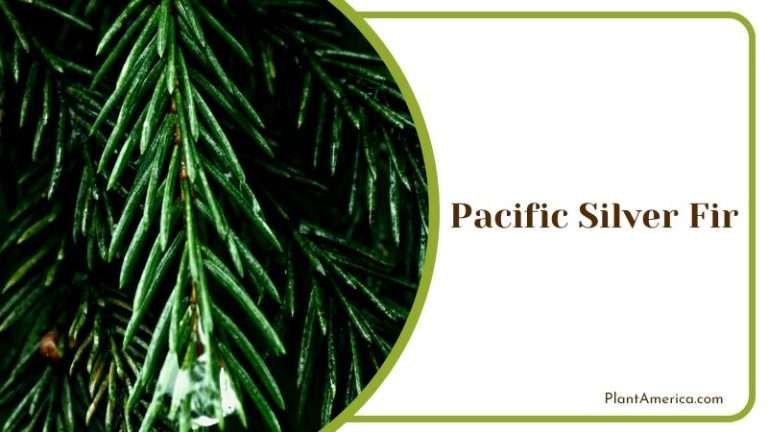 15 Fir Trees Types To Enhance Your Landscape Designs - Plant America