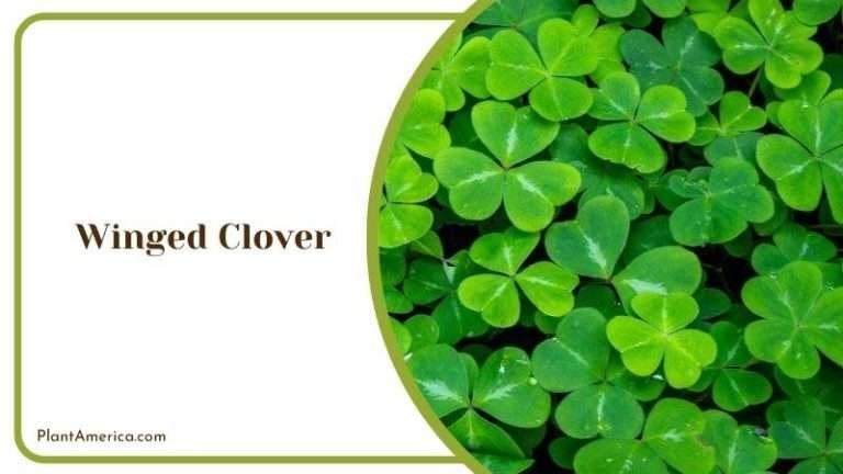5 Plants That Look Like Clover: Discover the Lookalikes - Plant America