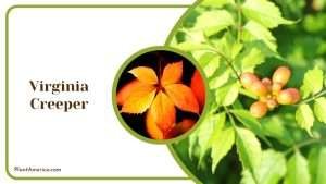 11 Plants That Look Like Poison Ivy: List of Similar leaves - Plant America