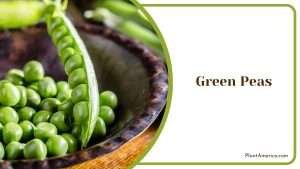 16 Climbing Fruits for Nutritional Value and Tasty Harvests - Plant America