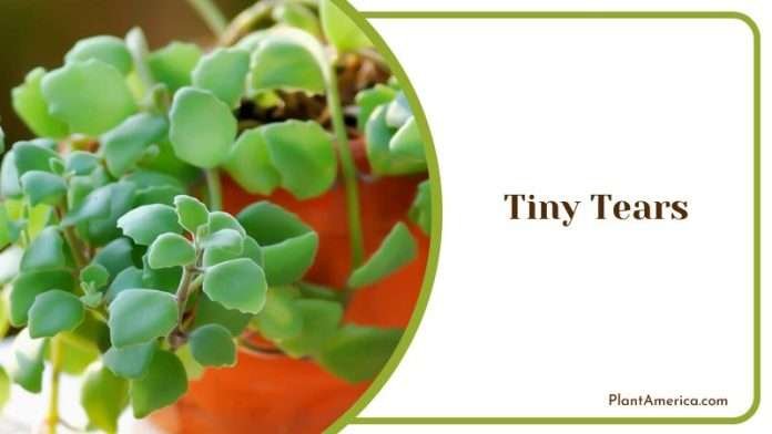 12 Plants Similar to Baby Tears: A List of Alternative Choices - Plant ...