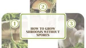 How To Grow Shrooms Without Spores: The Correct Steps - Plant America