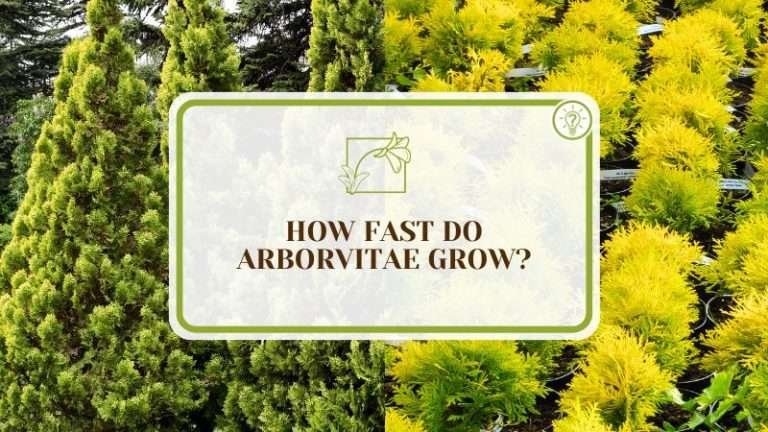 How Fast Do Arborvitae Grow? Read On Arborvitae Growth Rate & More ...