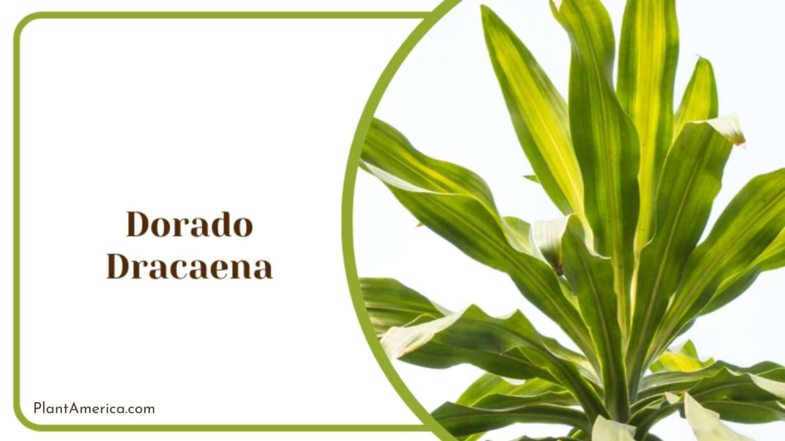 12 Types of Dracaena Plants To Choose for Your Home - Plant America