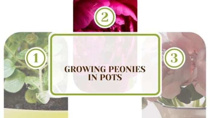 Growing Peonies in Pots: An Easy Step-by-step Guide - Plant America