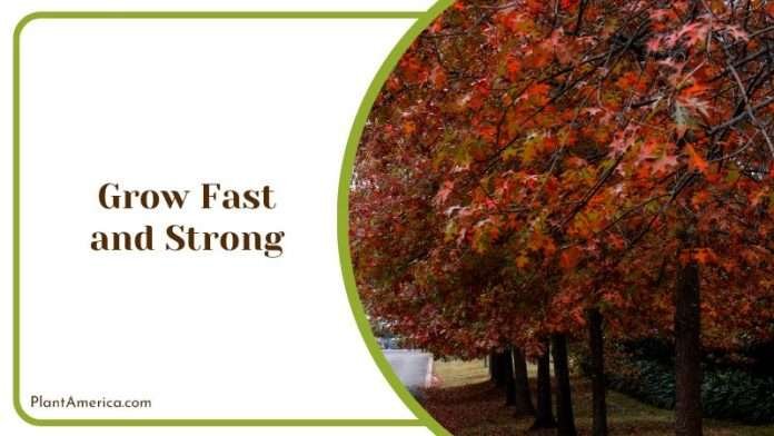 How Fast Do Red Oak Trees Grow: Everything You Need To Know - Plant America
