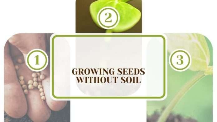 Growing Seeds Without Soil: Learn the Tips and Tricks - Plant America