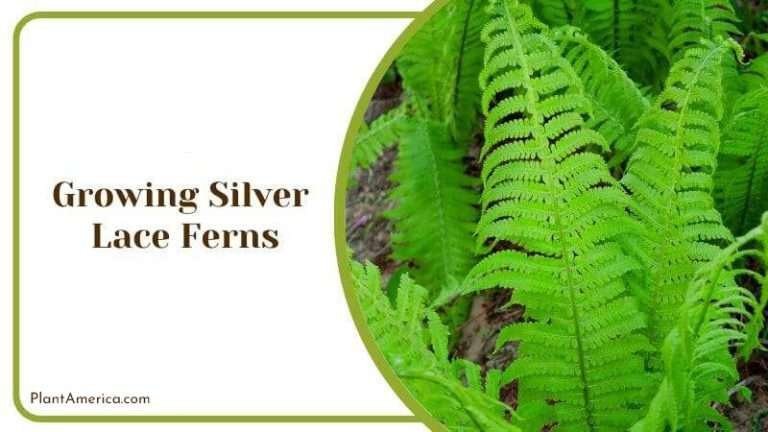 Silver Lace Fern Care and Growing Guide - Plant America
