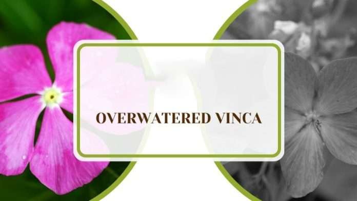 Overwatered Vinca: Guide to Reviving the Dying Plant - Plant America