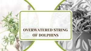 Overwatered String of Dolphins: Corrective Guide - Plant America