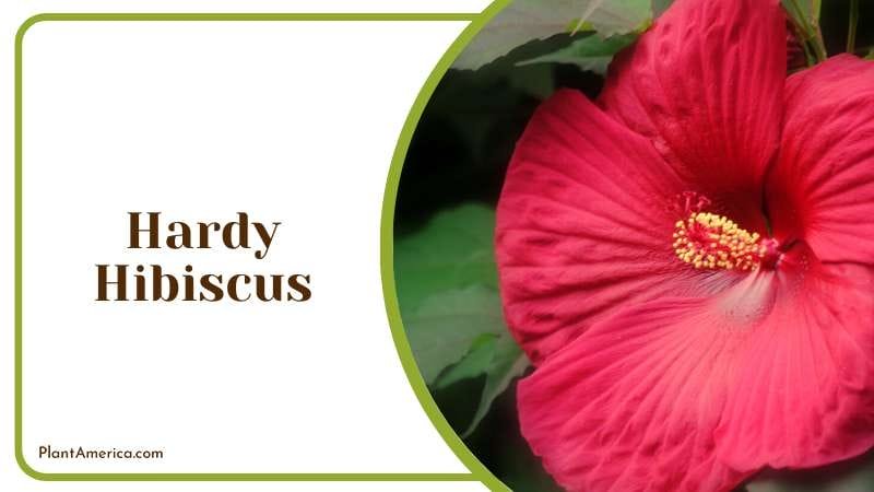 8 Plants With Red Blooms You Can Grow To Grab Attention - Plant America