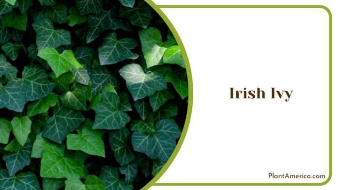 11 Types of Ivy for a Lovely Outdoor and Indoor Garden - Plant America
