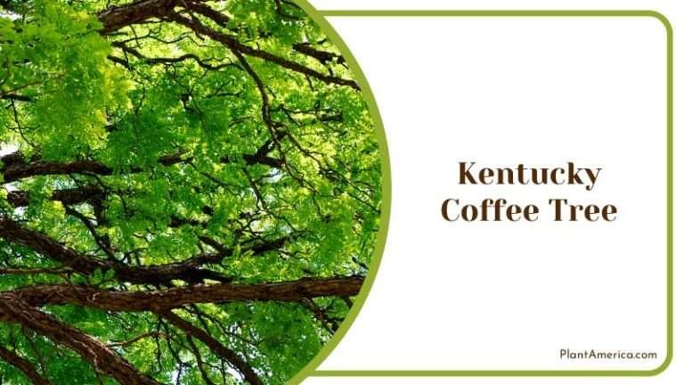 10 Types of Trees in Kentucky: Adding Vibrancy to Your Home - Plant America