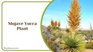 19 Varieties of Yucca Plants You Can Add to Your Collection - Plant America