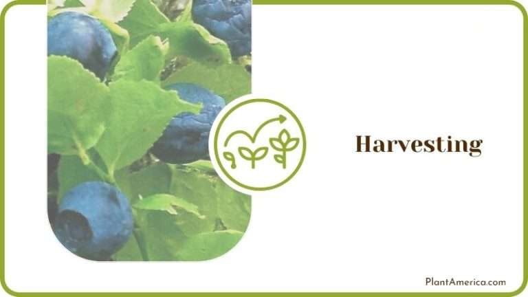 How to Grow Blueberries Indoors: A List of Easy Steps - Plant America