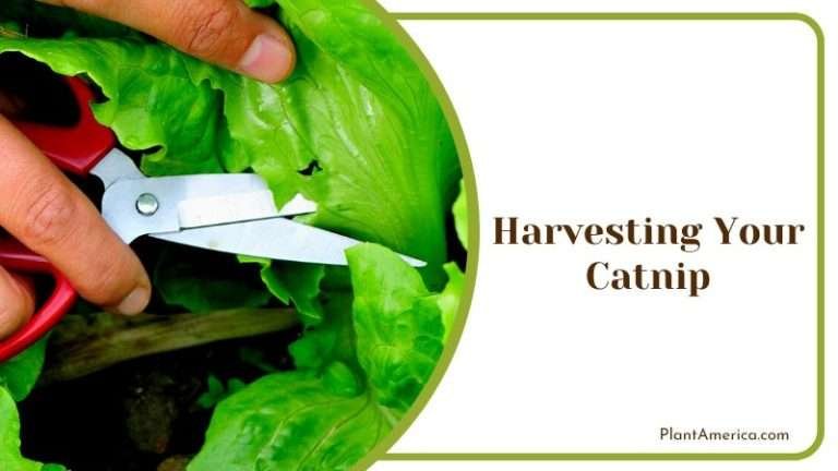 What Do Catnip Plants Look Like? All About This Wild Food - Plant America