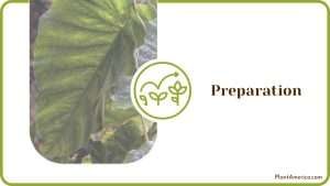 How To Propagate Elephant Ear Plants in a Few Easy Steps? - Plant America