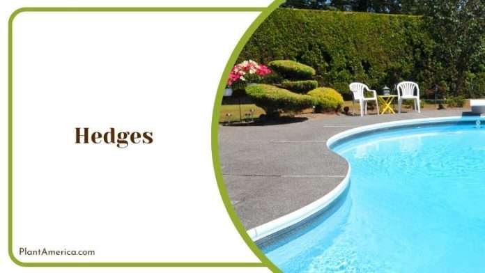 17 Pool Privacy Ideas: From Creative Fences to Unique Plants - Plant ...