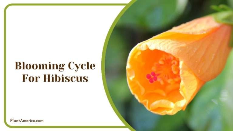When Does A Hibiscus Bloom? And Some Care Tips To Produce More Flowers ...