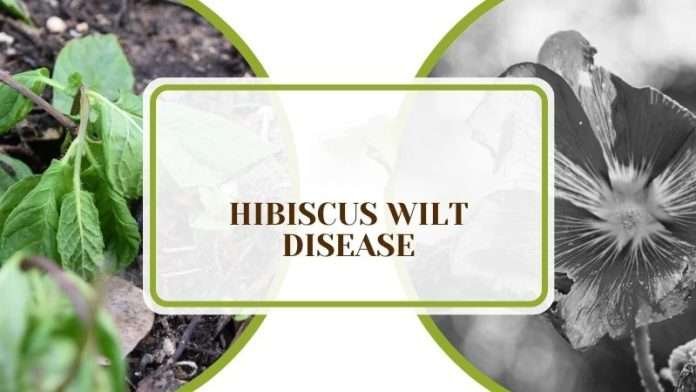 Hibiscus Wilt Disease: Learn the Cause and Fixing the Issue - Plant America