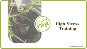 Training Plants To Grow Horizontally: Easy Ways To Shape It - Plant America