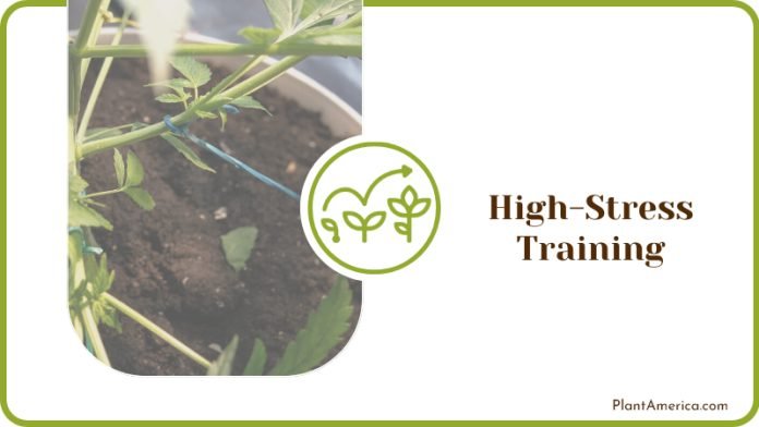 Training Plants To Grow Horizontally: Easy Ways To Shape It - Plant America