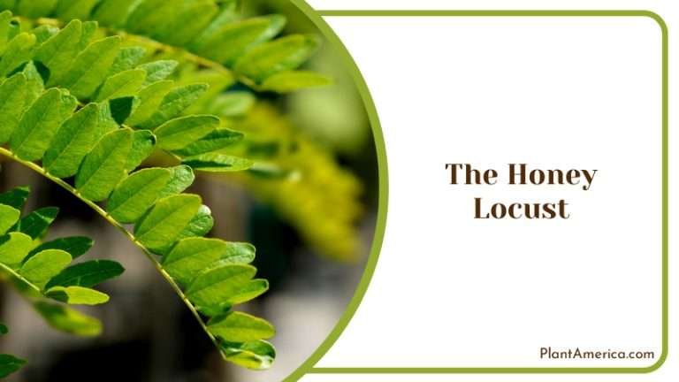 15 Tree with Fern Like Leaves: Know All About Them - Plant America