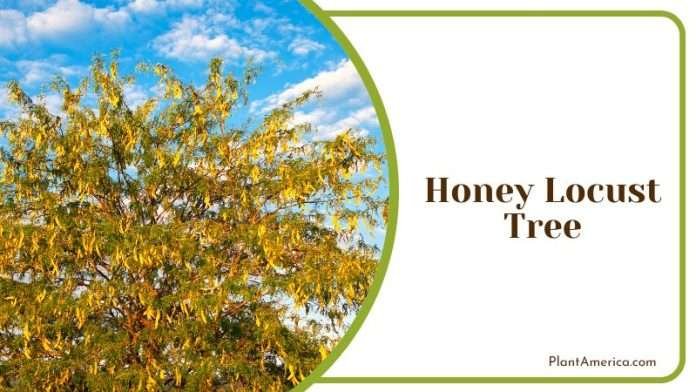 9 Trees With Yellow Leaves in Summer that Project Beauty - Plant America