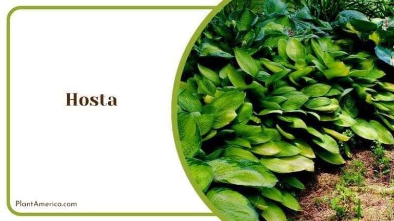 12 Frog Plants to Add to Your Garden this Year - Plant America