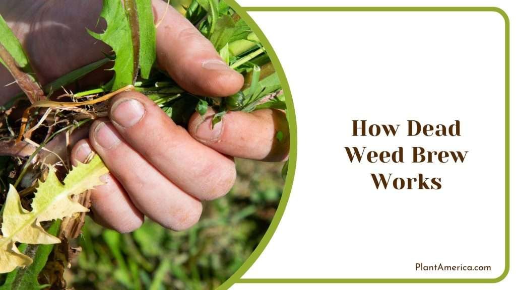 Dead Weed Brew: All You Need To Know About What It Is and How It Works ...