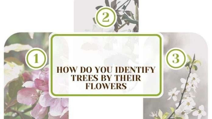 Tree Identification by Flower: How to Tell What Tree that Is - Plant ...