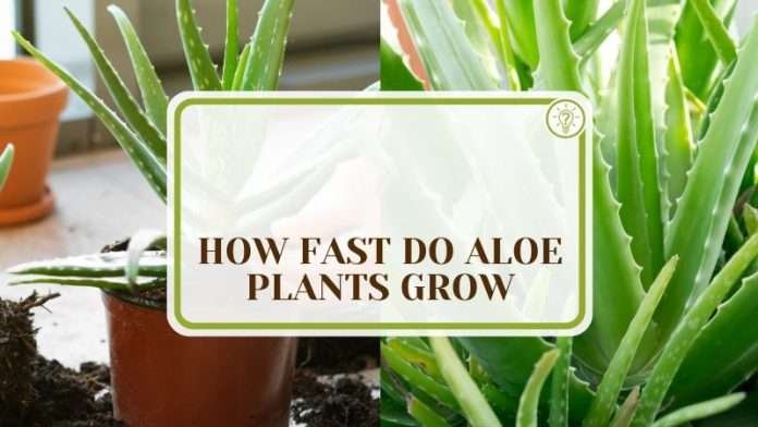How Fast Do Aloe Plants Grow- Growth Rate of the Succulent - Plant America