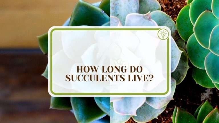 How Long Do Succulents Live? Ways To Increase Their Life - Plant America