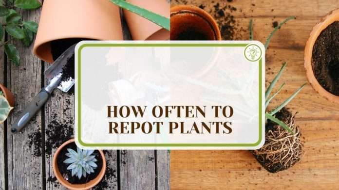 How Often To Repot Plants: Identify the Timing and Signs - Plant America