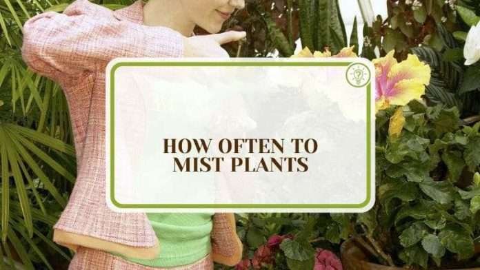 How Often to Mist Plants: Guide To Know When to Spray Water - Plant America