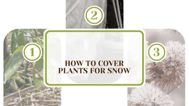 How To Cover Plants for Snow: 11 Essential Steps for You - Plant America