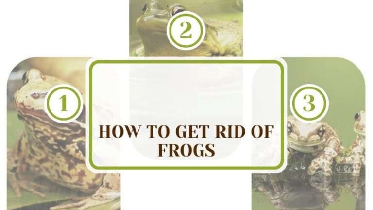 How To Get Rid of Frogs Quickly and Easily in the Most Humane Ways ...