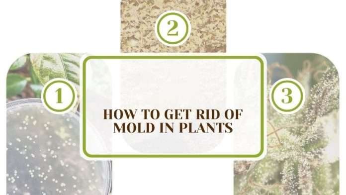 How To Get Rid of Mold in Plants: A Detailed Guide for You - Plant America