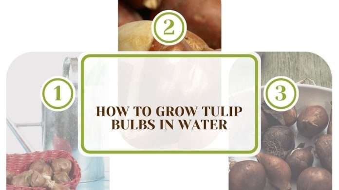 How To Grow Tulip Bulbs in Water: The Ultimate Care Guide - Plant America