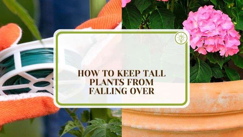 How To Keep Tall Plants From Falling Over: The Way to Hold - Plant America